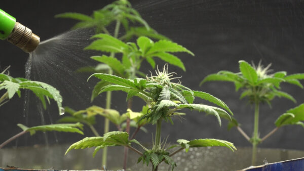 How to Care for Cannabis Clones: Watering, Feeding & More - Mr. Clones